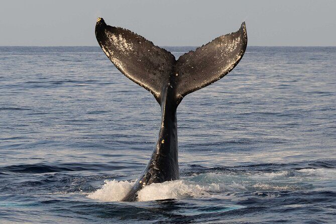 Humpback Whale Watch Tour - Final Thoughts: Who Is This Tour For?