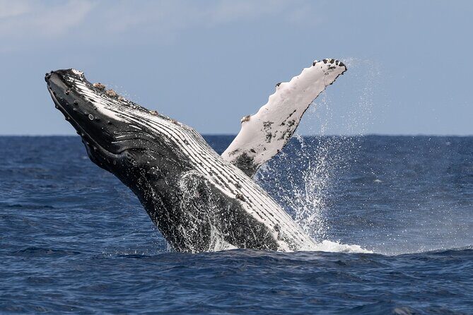 Humpback Whale Watch Tour - FAQs