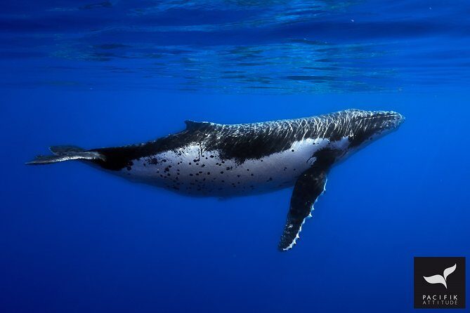 Humpback whale watching and marine life in Moorea - Final Thoughts: Who Should Consider This Tour?