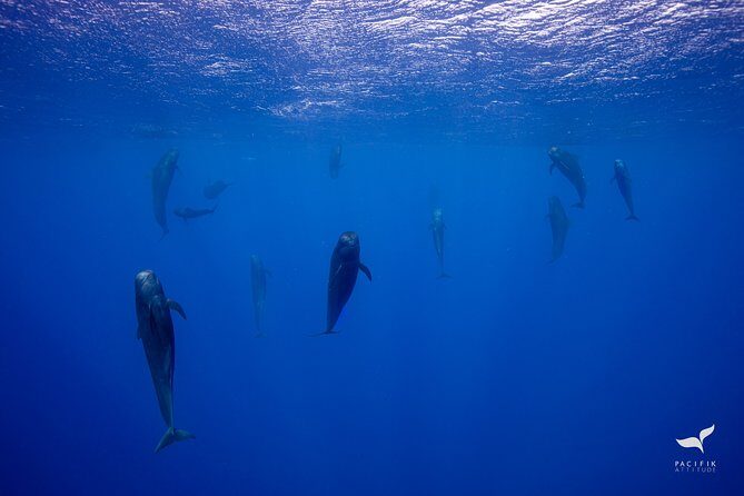 Humpback whale watching and marine life in Moorea - Weather and Wildlife: The Wild Card