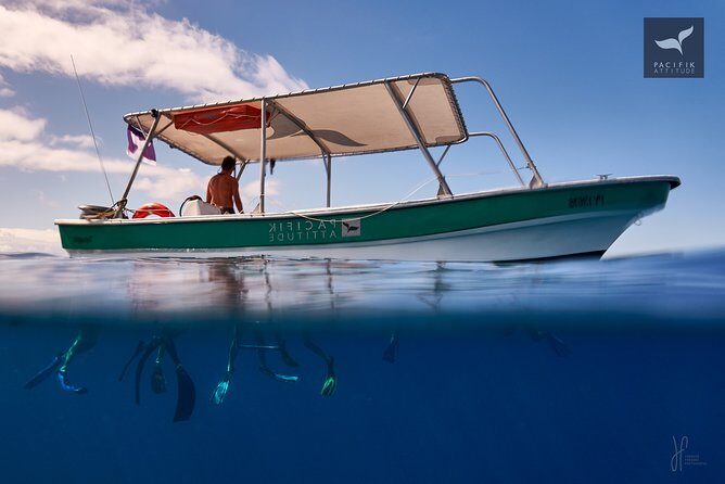 Humpback whale watching and marine life in Moorea - Pricing and Value: Is It Worth It?
