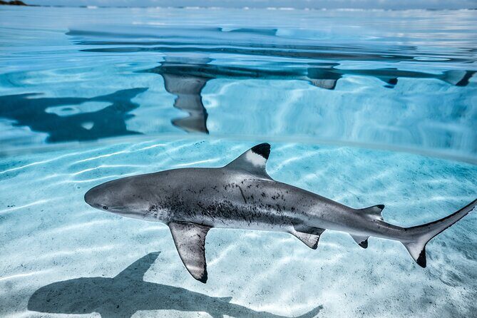 Humpback whale watching and marine life in Moorea - Frequently Asked Questions