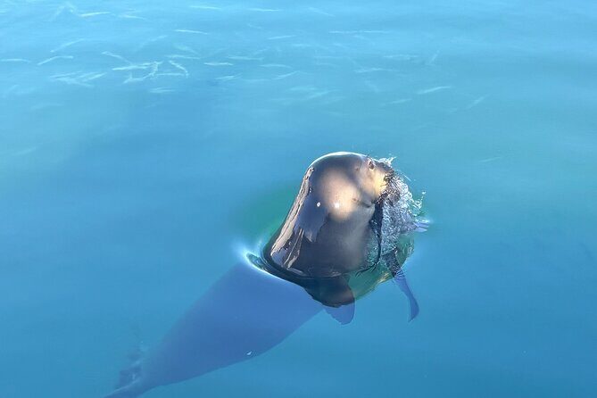 Humpback Whale Watching in Kailua-Kona Hawaii - The Realities of Booking & Cost