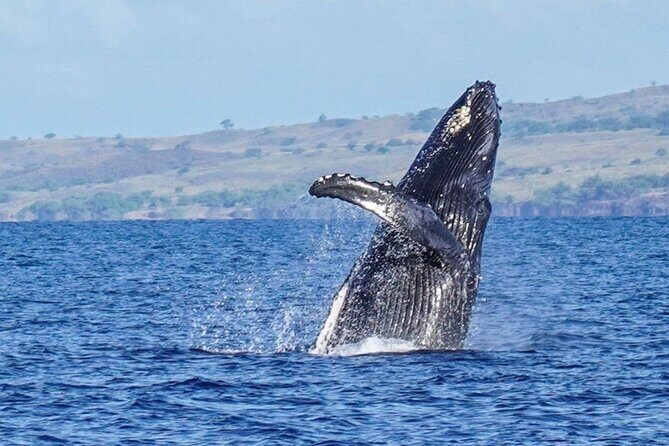 Humpback Whale Watching in Kailua-Kona Hawaii - Overall Impact and Who This Tour Suits Best