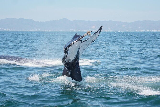 Humpback whale watching south of Puerto Vallarta - Why This Tour Is a Solid Choice