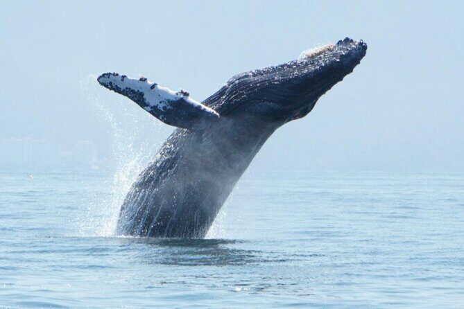 Humpback whale watching south of Puerto Vallarta - The Sum Up