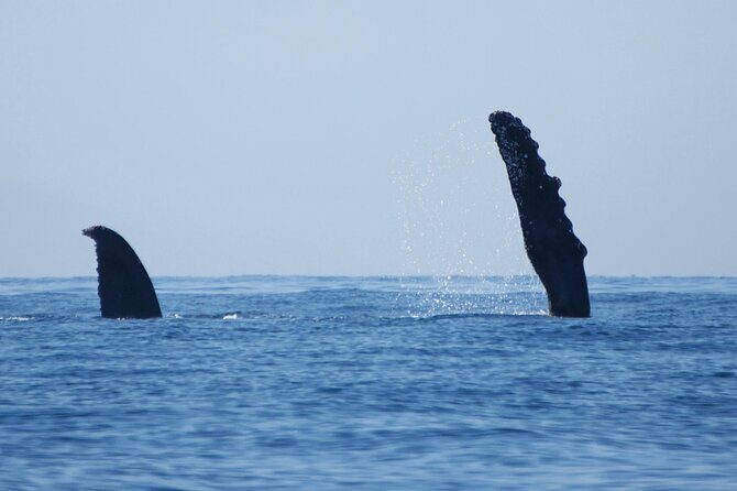 Humpback whale watching south of Puerto Vallarta - FAQs