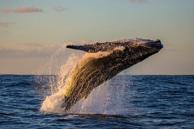 Humpback Whales Excursion in Samana - FAQ