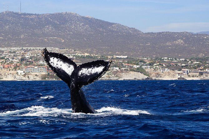 Humpback Whales in Cabo San Lucas - The Value of the Tour