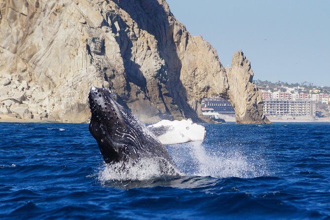 Humpback Whales in Cabo San Lucas - Practical Tips for Booking