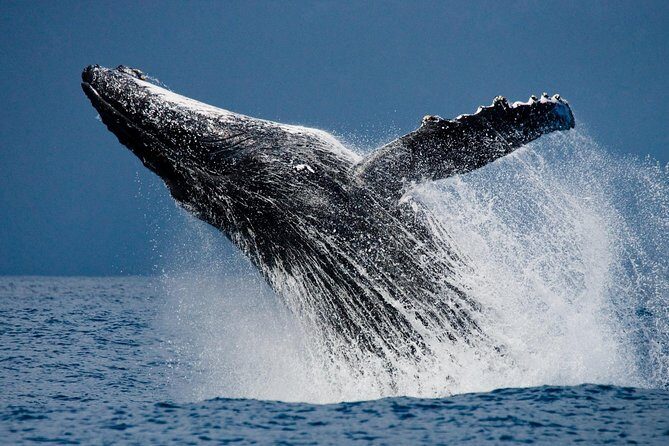Humpback Whales in Cabo San Lucas - Authentic Encounters: What Travelers Say