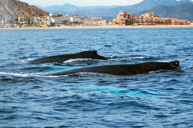 Humpback Whales in Cabo San Lucas - The Sum Up