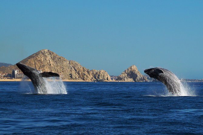 Humpback Whales in Cabo San Lucas - FAQs