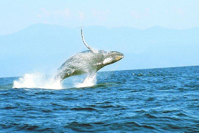 Humpback whales Watching + Samana Eco-Tour - The Practical Side: Pros and Cons