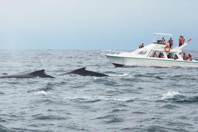 Humpback whales Watching + Samana Eco-Tour - FAQs