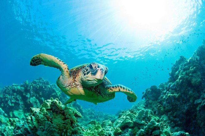 Hunstanton SEA LIFE Sanctuary General Admission Ticket - FAQ