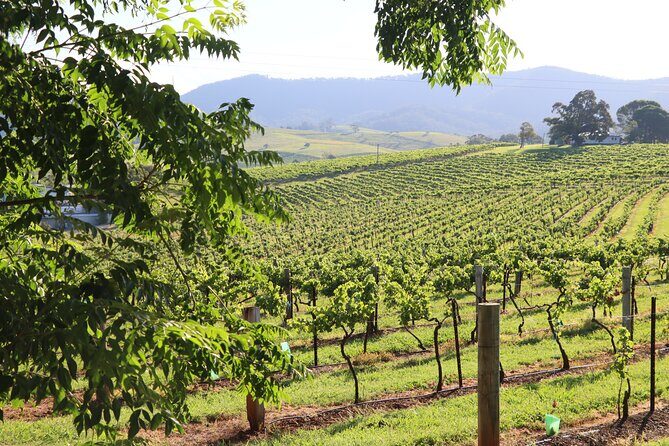 Hunter Valley Premium Tastings with Lunch - Key Points