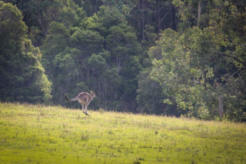 Hunter Valley: Private Day Tour from Sydney with Your Crew! - Who Should Consider This Tour?