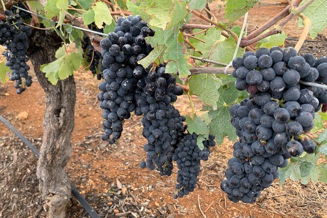 Hunter Valley Private Tour - Practical Questions