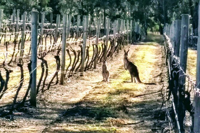 Hunter Valley wine and cheese starting from the Hunter region - The Sum Up: Who Will Love This Tour?