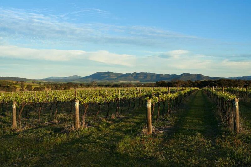 Hunter Valley Wine & Cheese Tasting Tour from Sydney - What’s Included and What’s Not?