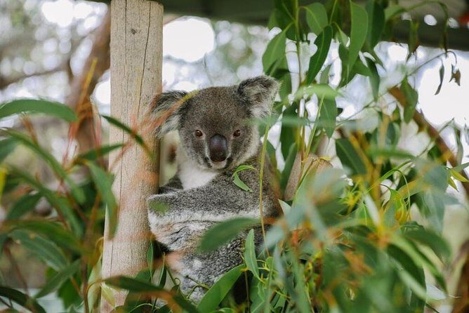 Hunter Valley Wine & Wildlife Tour (Private Tour from Sydney) - Key Points