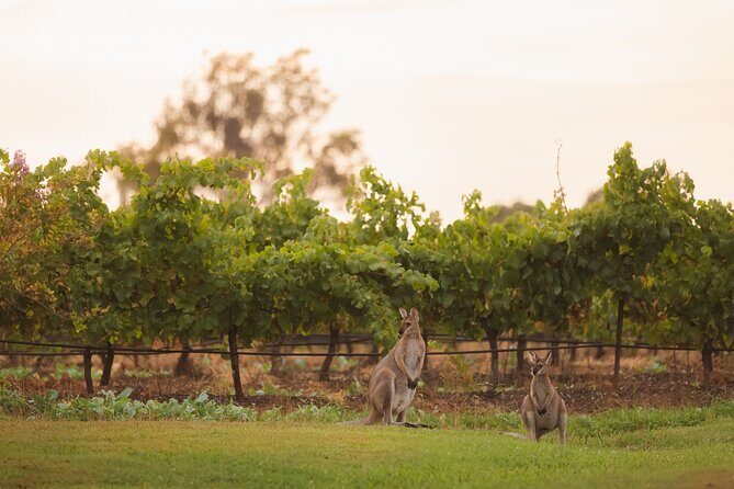 Hunter Valley Winery - Premium Tasting for Private Group Tours - Who’s This Tour Best For?