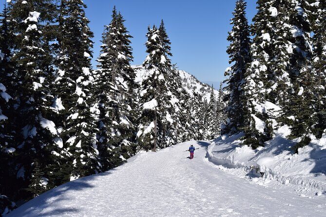 Hurricane Ridge Guided Snowshoe Tour in Olympic National Park - Starting Point and Transportation