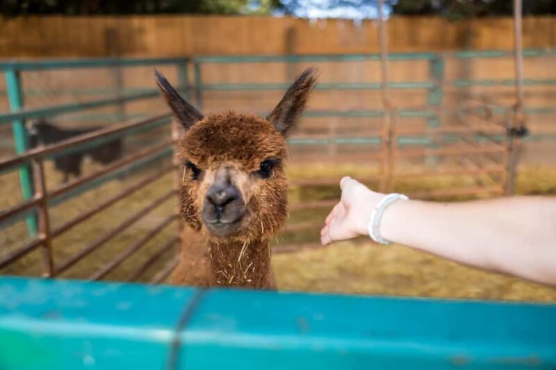 Hurricane, Utah: Guided Farm Tour with Animal Feeding - An In-Depth Look at the Farm Tour Experience