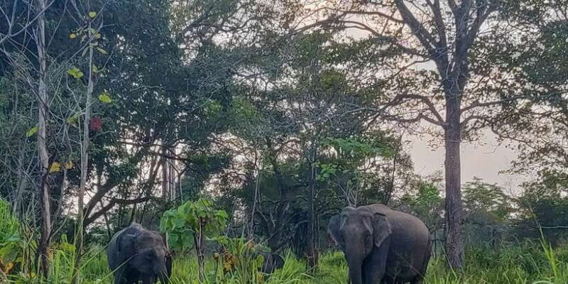 Hurulu Eco Park: 3-Hour Morning or Evening Safari - Exploring the Safari Itinerary and Experience