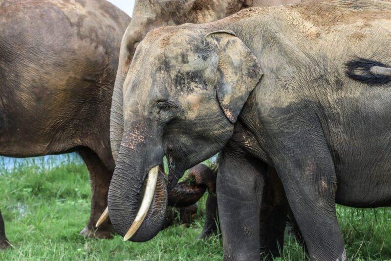 Hurulu Eco Park Habarana Elephant Safari including tickets - Additional Experiences and Tips