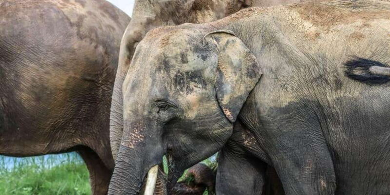 Hurulu Eco Park Habarana Elephant Safari including tickets - The Sum Up
