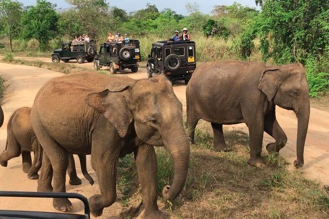 Hurulu Eco Park Private Safari from Dambulla - The Detailed Experience