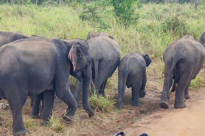Hurulu Eco Park Private Safari from Dambulla - The Sum Up