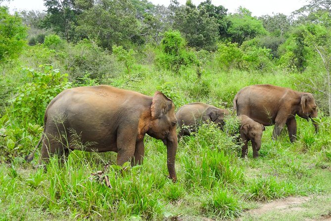 Hurulu Eco Park Private Safari from Dambulla - FAQ