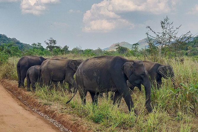 Hurulu Eco Park Private Safari from Habarana - Pricing and Value