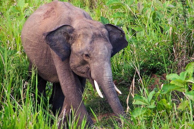 Hurulu Eco Park Private Safari with Naturalist - The Sum Up: Who Will Love This Safari?