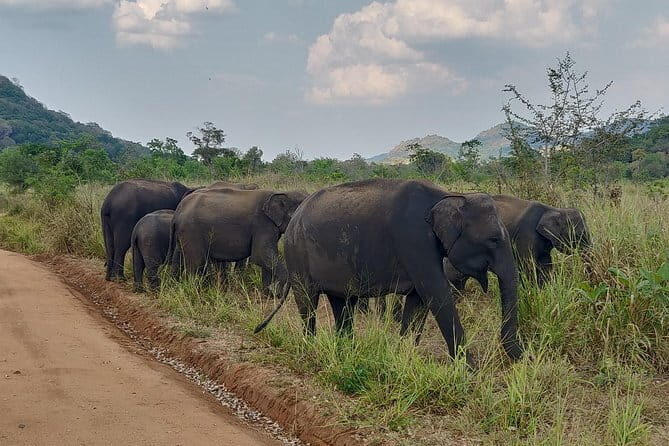 Hurulu Eco Park Safari - Practical Aspects and Value