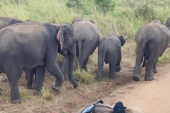 Hurulu Eco Park Safari - Summary: Is It Worth It?