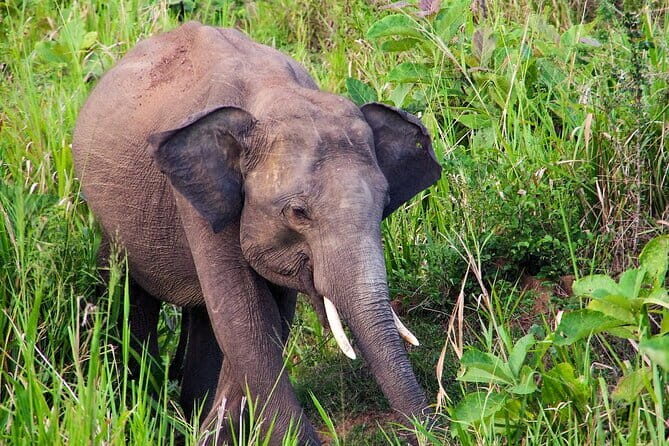 Hurulu Eco Park Safari from Polonnaruwa - Key Points