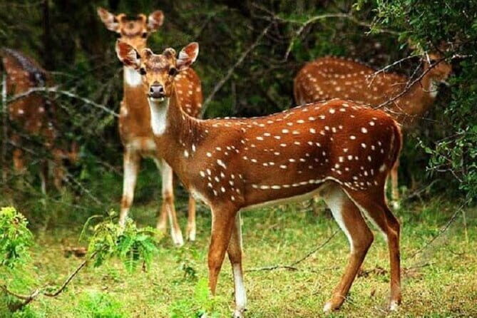 Hurulu Eco Park Safari From Sigiriya - An Honest Look at the Hurulu Eco Park Safari