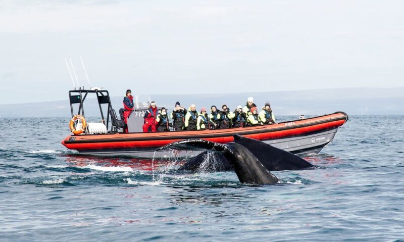 Húsavík: Big Whales and Puffin Island Speedboat Tour - Key Points