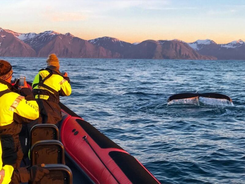 Húsavík: Big Whales and Puffin Island Speedboat Tour - The Experience in Detail