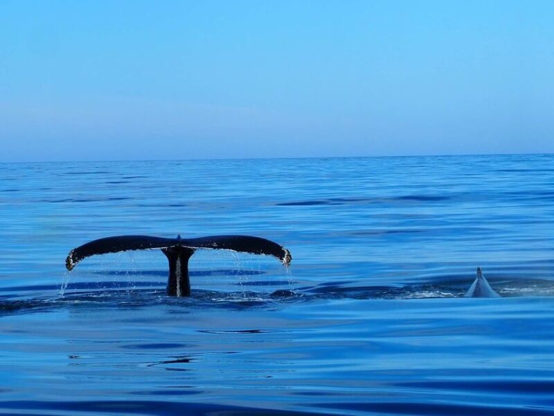 Húsavík: Big Whales and Puffin Island Speedboat Tour - Evaluating Value and Booking Tips