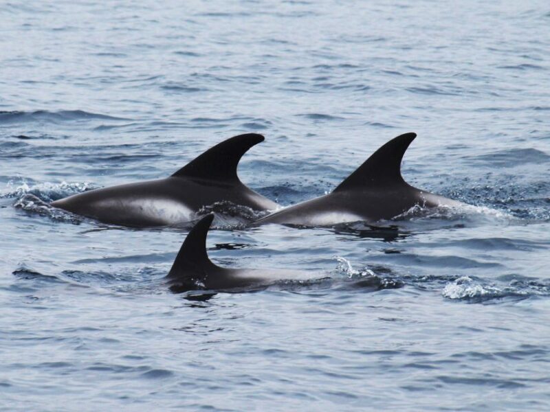 Húsavík: Big Whales and Puffin Island Speedboat Tour - Authentic Experiences and Travelers’ Perspectives