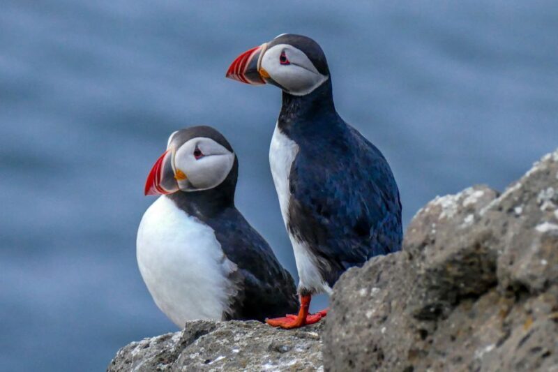 Húsavík: Big Whales and Puffin Island Speedboat Tour - Summary: Who Will Love This Tour?