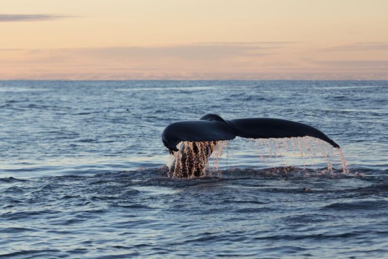 Húsavík: Big Whales and Puffin Island Speedboat Tour - Frequently Asked Questions