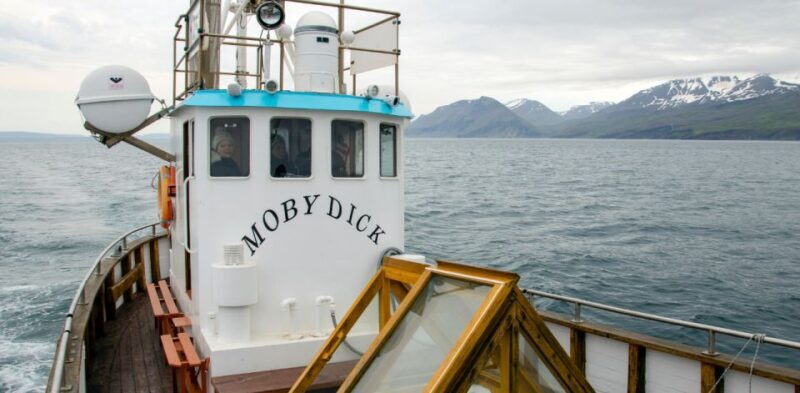 Húsavík: Family-Run and Guided Whale Watching Tour - A Deep Dive into the Experience