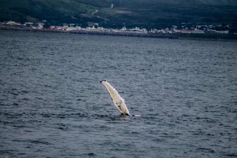 Húsavík: Family-Run and Guided Whale Watching Tour - Why This Tour Excels