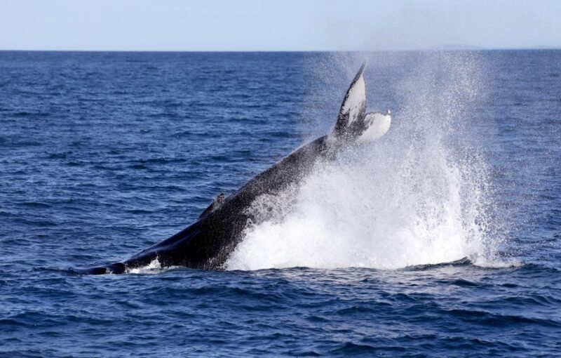 Húsavík: Family-Run and Guided Whale Watching Tour - Final Thoughts: Who Is This Tour Best For?